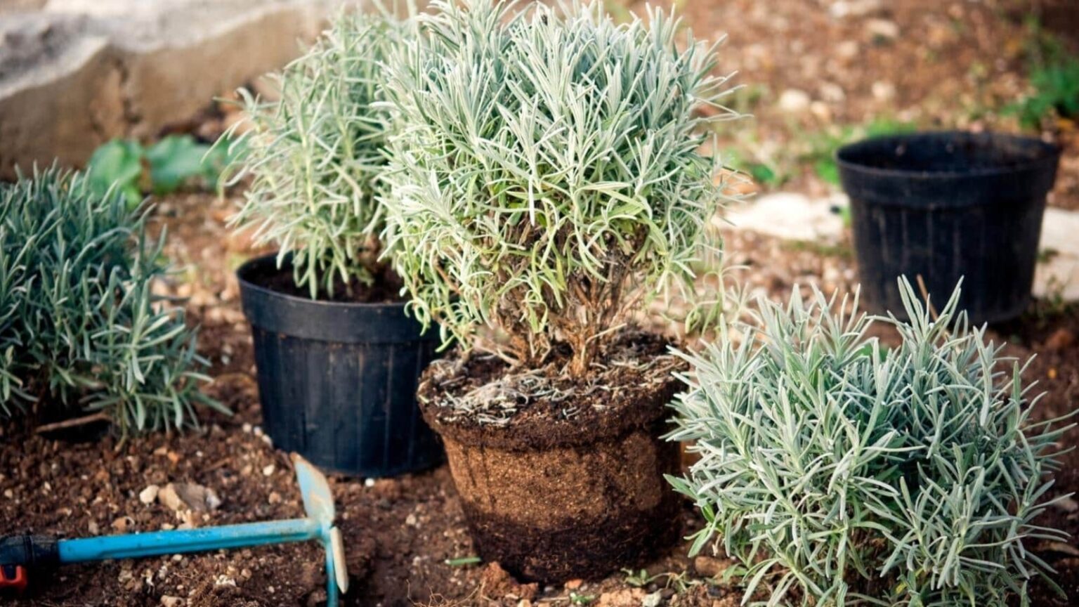 21 Tips For Growing a Perfect Lavender Garden