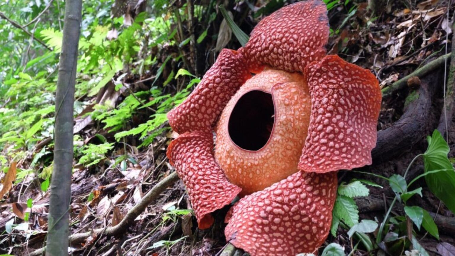 29 Rare Flowers With Names and Pictures