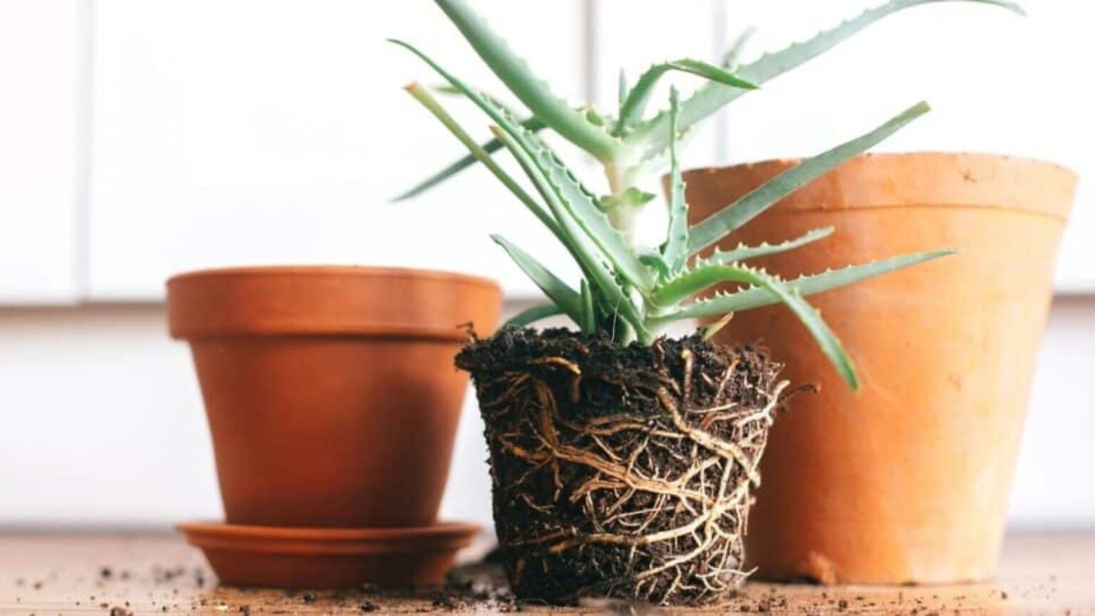 How to Repot Aloe Vera in 7 Simple Steps
