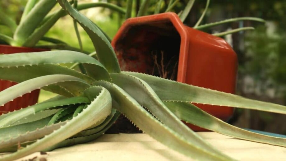 How to Repot Aloe Vera in 7 Simple Steps