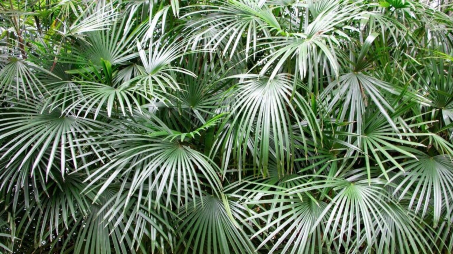 20 Types of Indoor Palm Trees With Names and Pictures