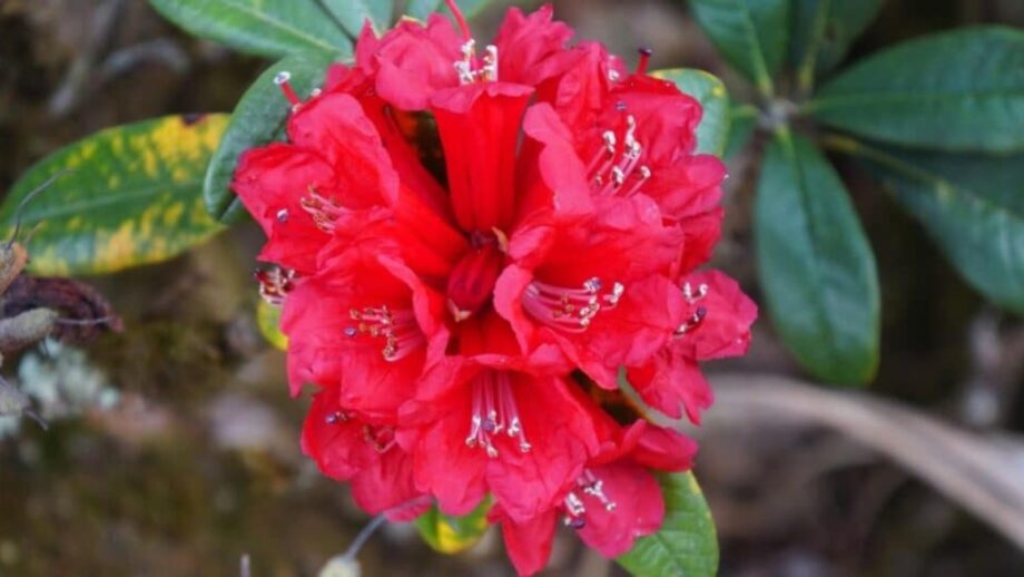 21 Red Perennial Flowers For Bold Garden Color