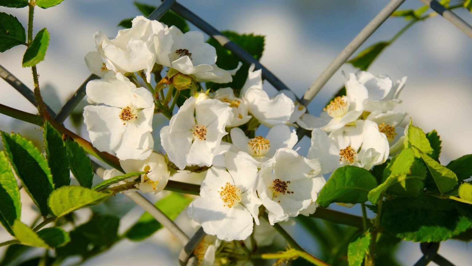 The Best Climbing Roses to Cover a Wall, Fast