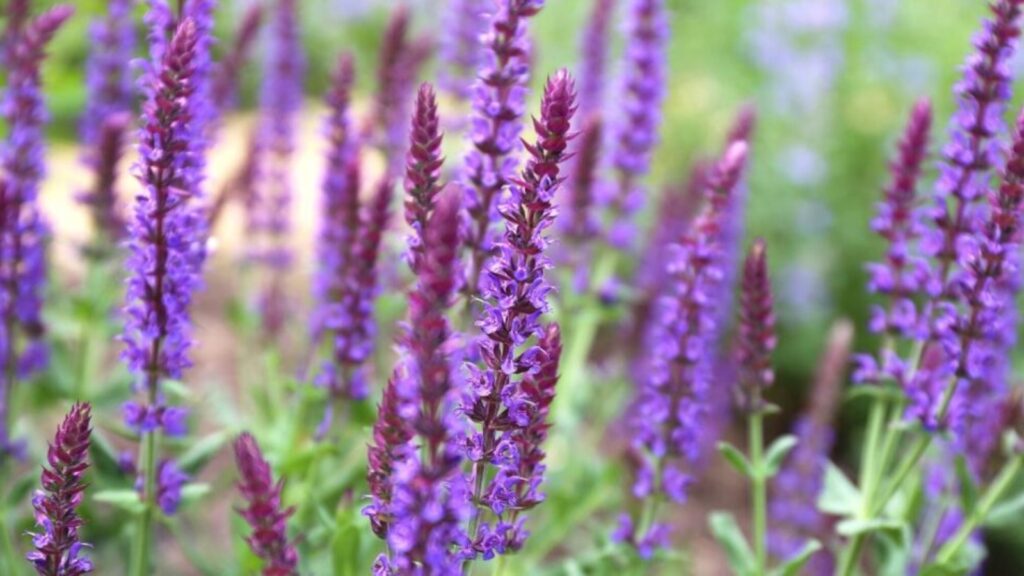 9 Easy Perennials to Plant Now for Beautiful Fall Color