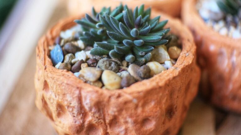 47 Different Types of Succulents With Names and Pictures