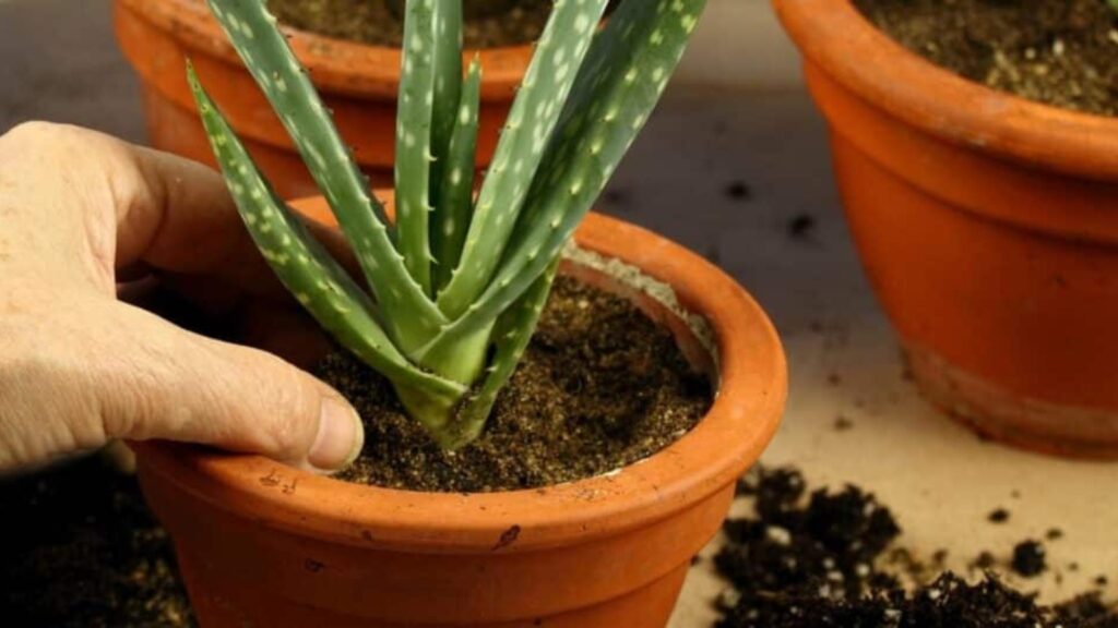 How to Repot Aloe Vera in 7 Simple Steps