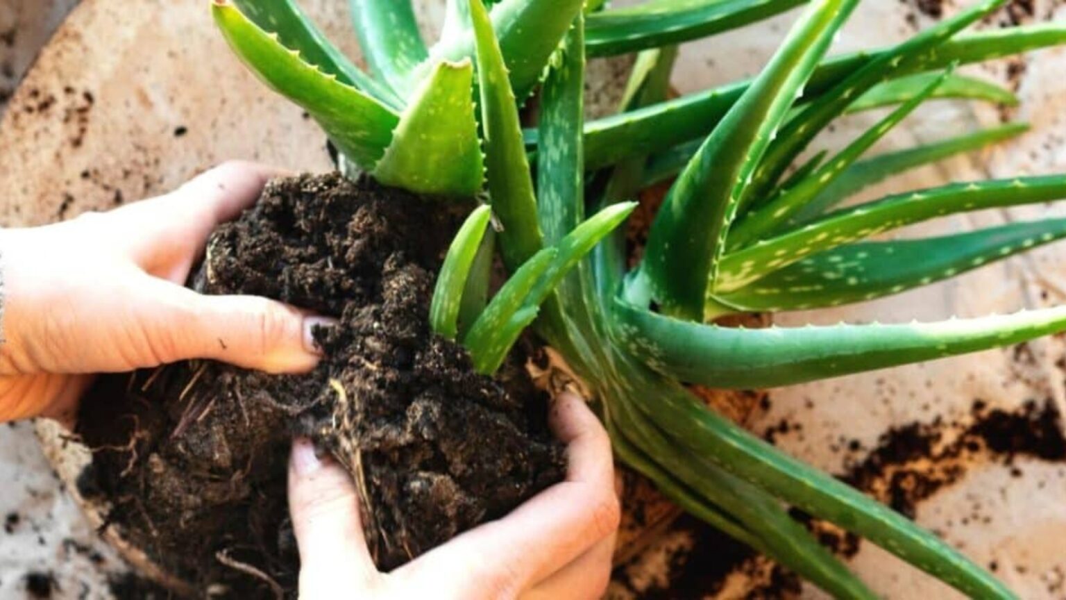 How to Repot Aloe Vera in 7 Simple Steps