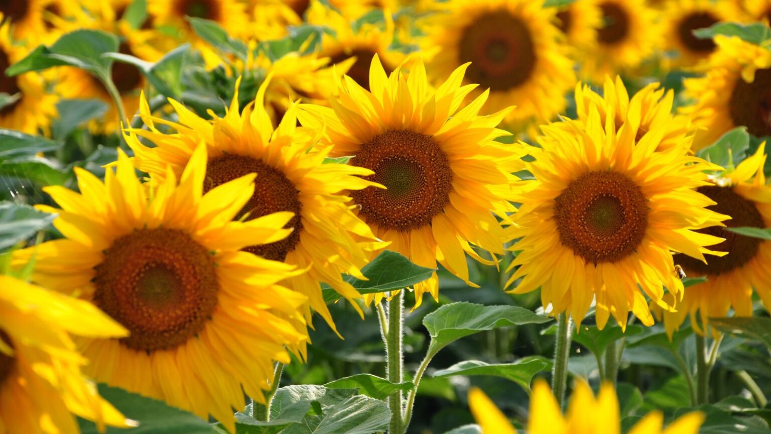 13 Flowers to Plant in August for Showy Fall Blooms