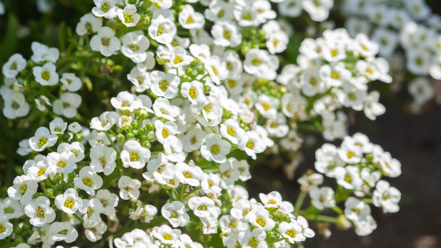 9 Flowers to Plant in June for Blooms all Summer