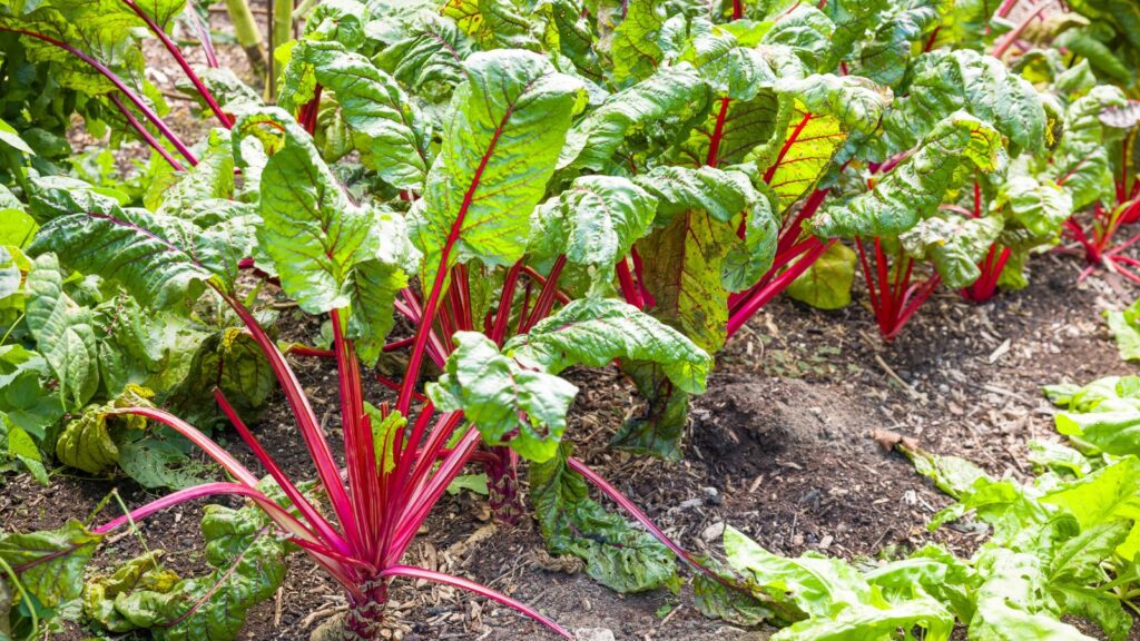 17 Fast-Growing Crops For an Early Harvest - botanicalinterests.com ...