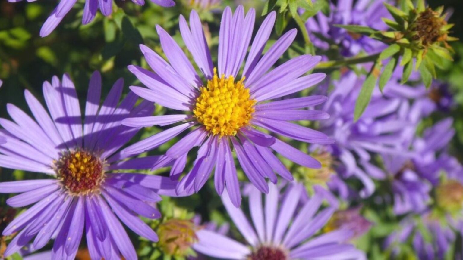 22 Perennials to Grow in Northern and Southern Texas Climates