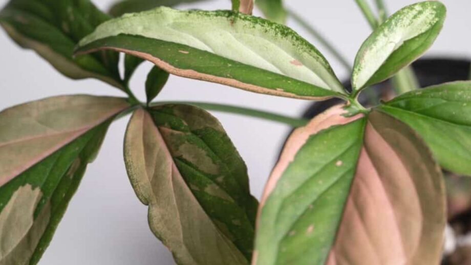 31 Houseplants That Can Grow in Only Water