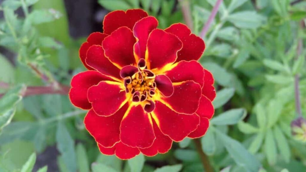 21 Red Perennial Flowers For Bold Garden Color