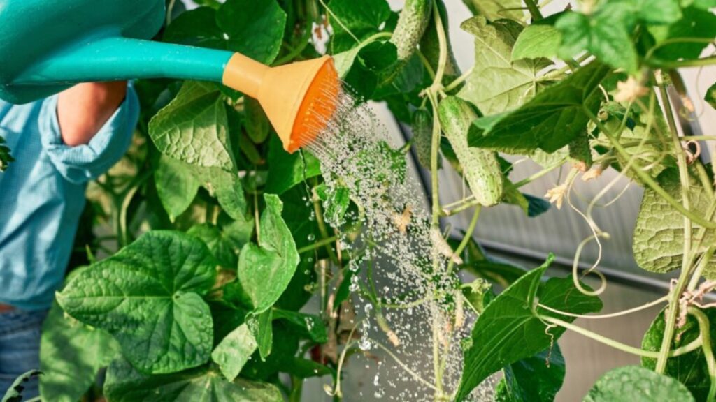 Why Are My Garden Grown Cucumbers So Bitter This Season?