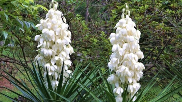 31 Drought Tolerant Plants That Thrive in Dry Conditions