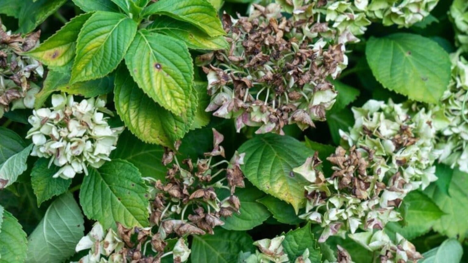 9 Common Reasons Your Hydrangea is Wilting & Drooping