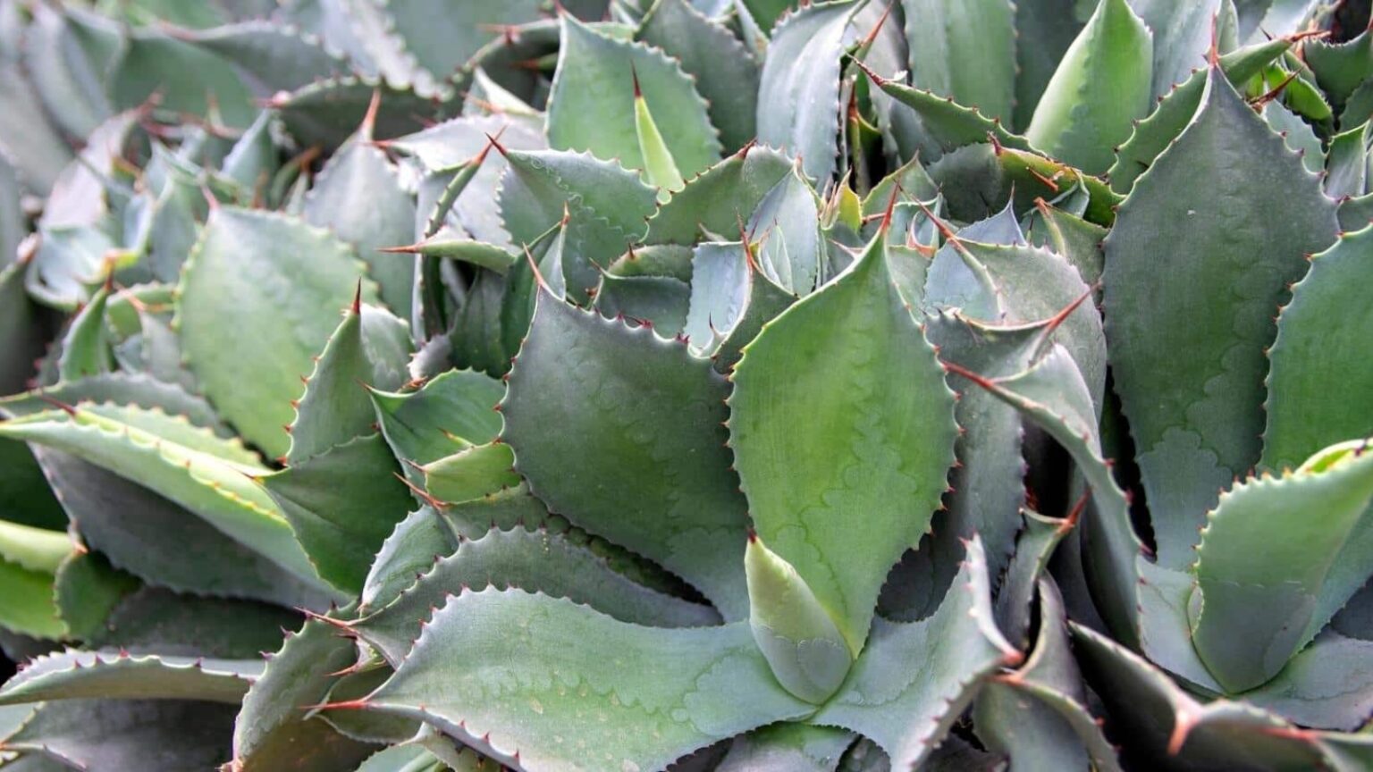 31 Drought Tolerant Plants That Thrive in Dry Conditions