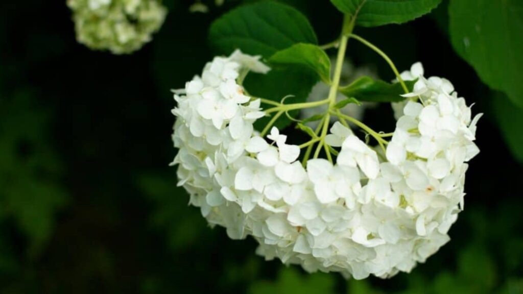 9 Common Reasons Your Hydrangea is Wilting & Drooping