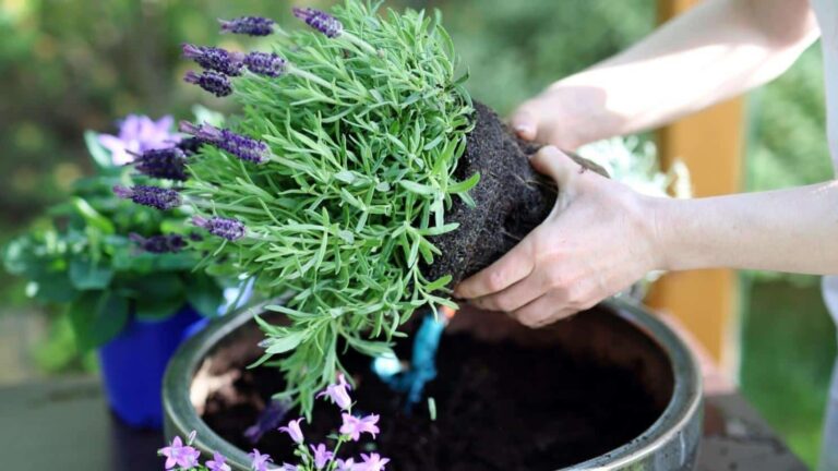 21 Tips For Growing a Perfect Lavender Garden