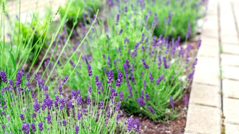 21 Tips For Growing a Perfect Lavender Garden