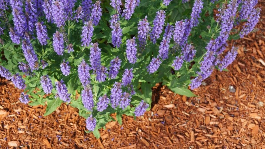 21 Tips For Growing a Perfect Lavender Garden
