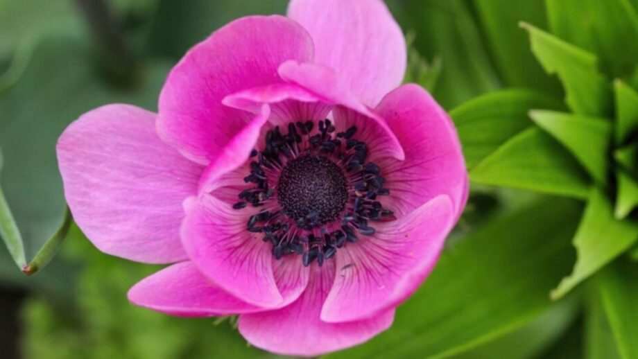 31 Pink Perennial Flowers With Names and Pictures