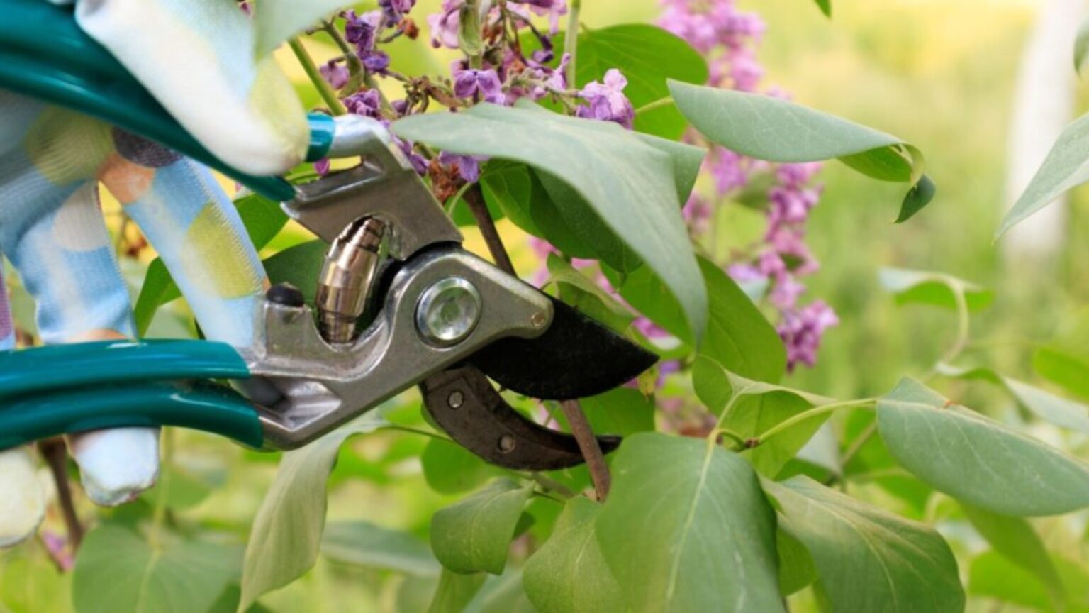 11 Tips For Pruning Your Lilacs This Season