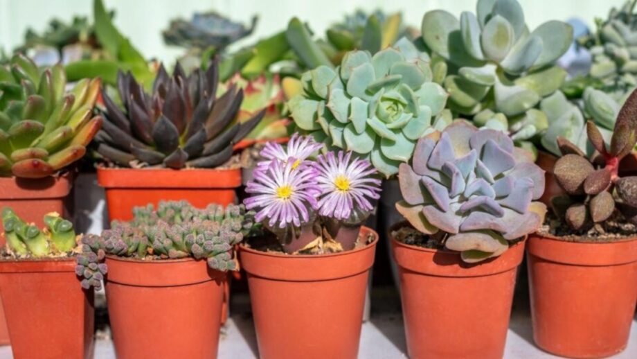 47 Different Types of Succulents With Names and Pictures