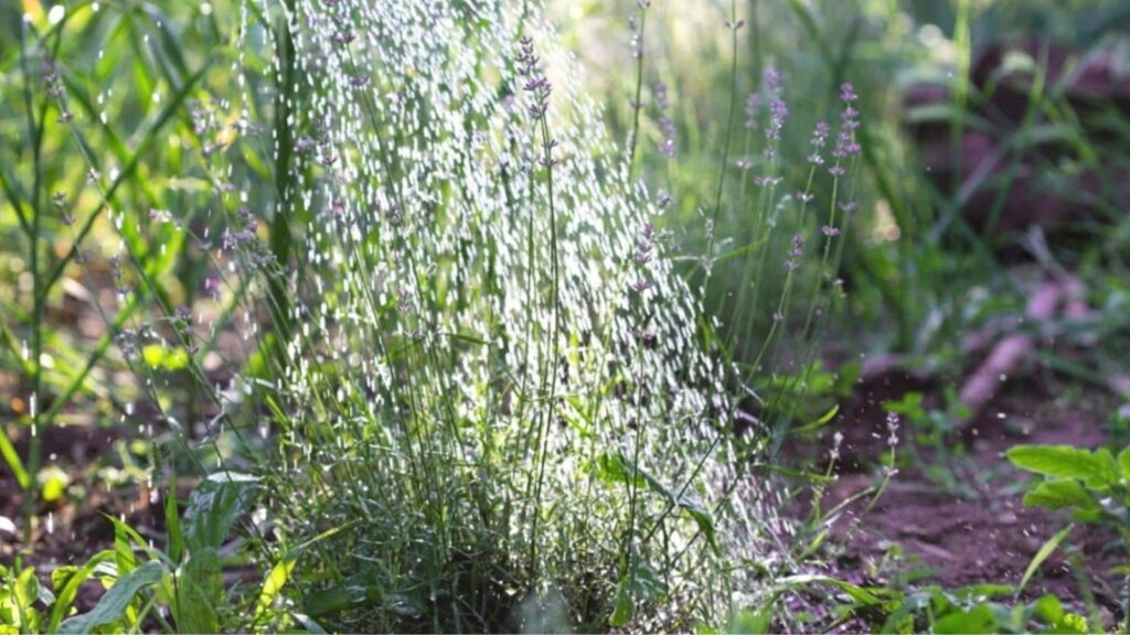 21 Tips For Growing a Perfect Lavender Garden
