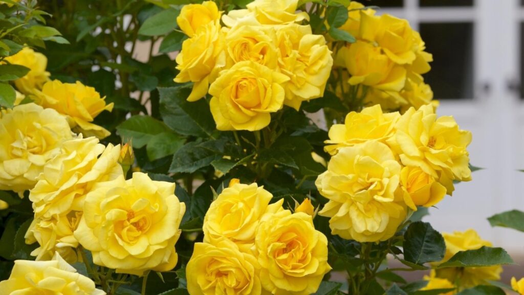 17 Yellow Flowering Shrubs For Bright Garden Color