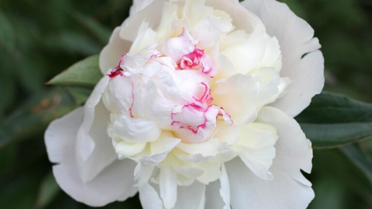 57 Different Perennial Plants For Hardiness Zone 3