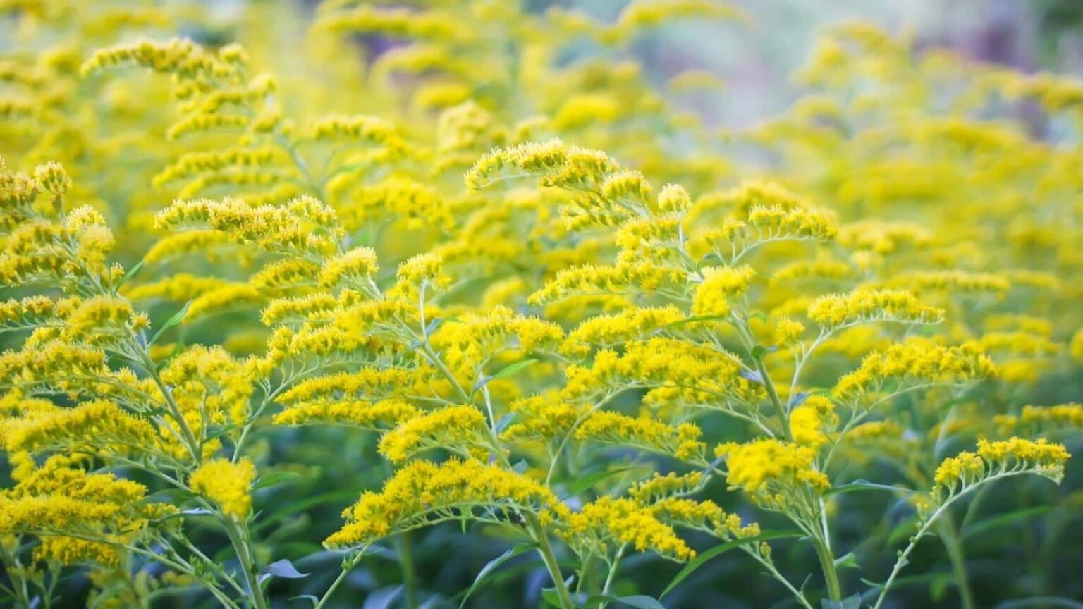 31 Perennials That Will Grow in Hardiness Zone 6
