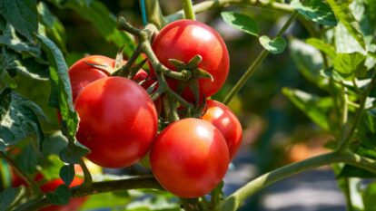The Ultimate Guide: 13 Tricks for Deliciously Sweet Tomatoes