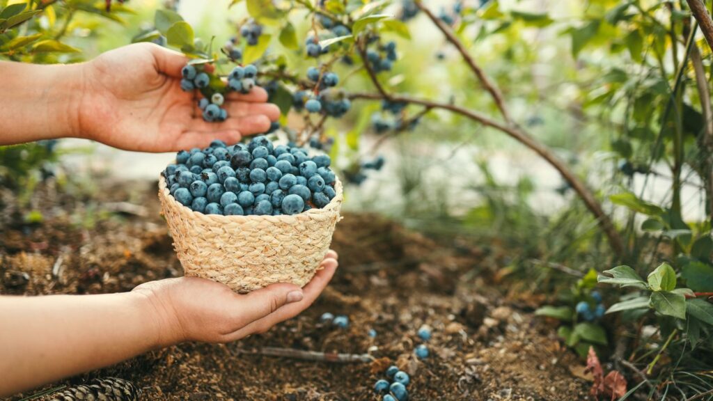How to Get the Right Soil Acidity for Planting Blueberries