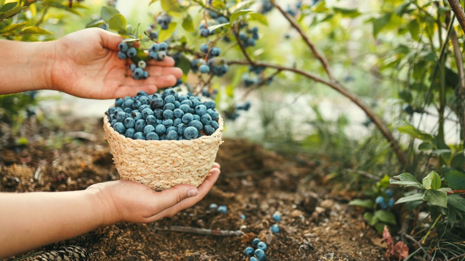 How to Get the Right Soil Acidity for Planting Blueberries
