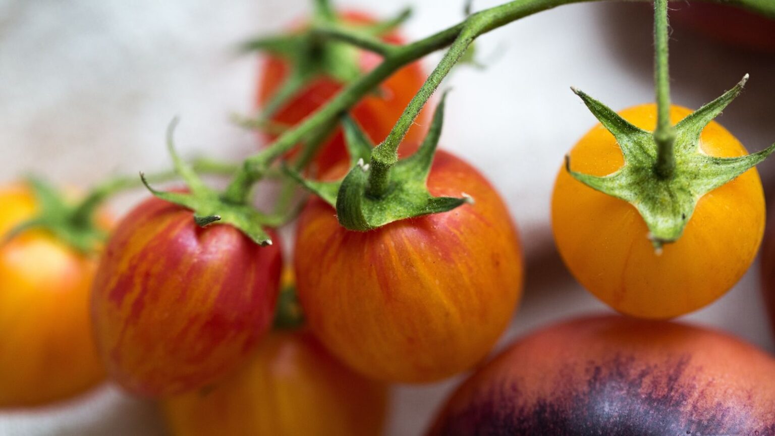 9 Unusual Tomato Varieties You Need to Try