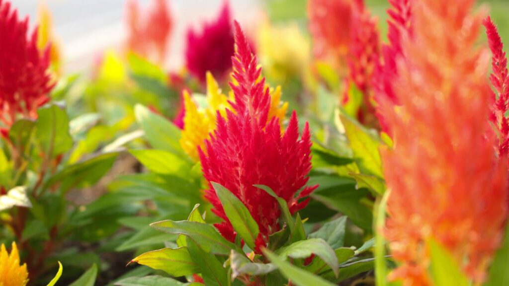 9 Flowers to Plant in June for Blooms all Summer