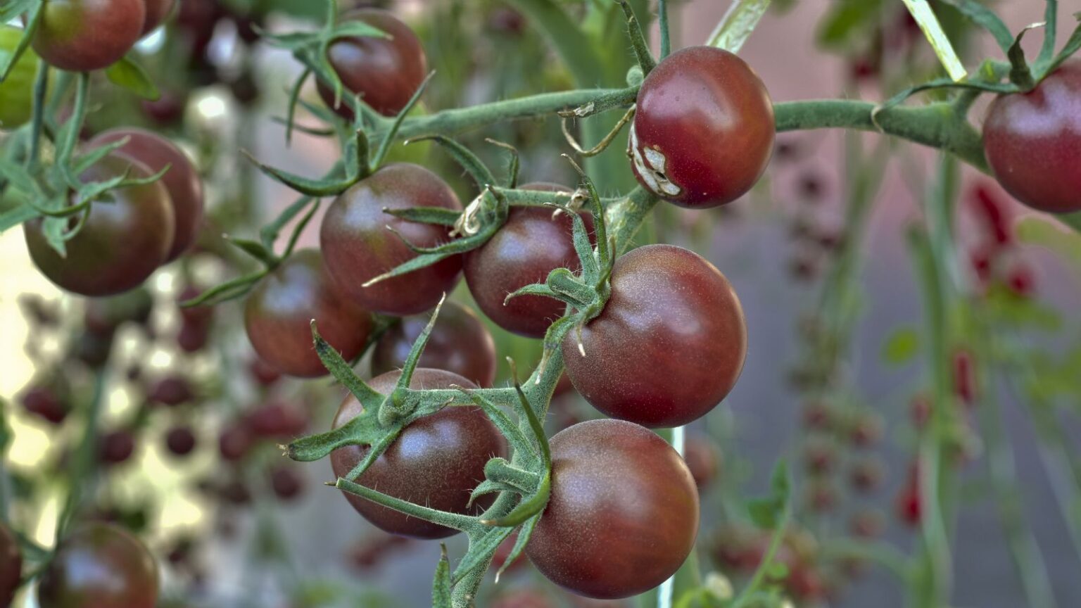 9 Unusual Tomato Varieties You Need to Try