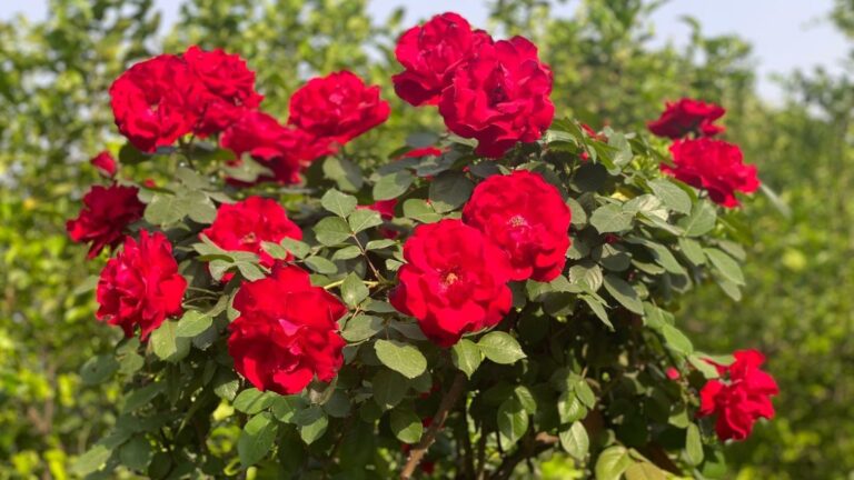 15 Flowering Perennials for a Gorgeous Spring Garden