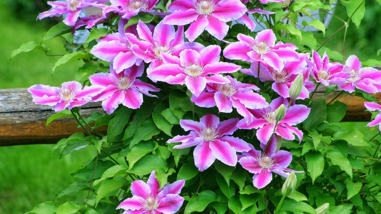 9 Fast-Growing Vines to Cover Your Arbor or Trellis