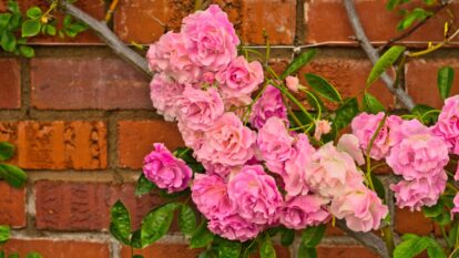 9 Fast-Growing Vines to Cover Your Arbor or Trellis