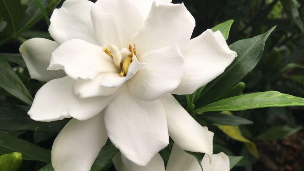 15 Flowering Perennials for a Gorgeous Spring Garden