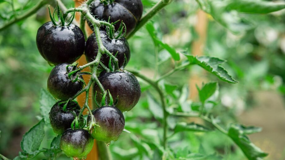 9 Unusual Tomato Varieties You Need to Try