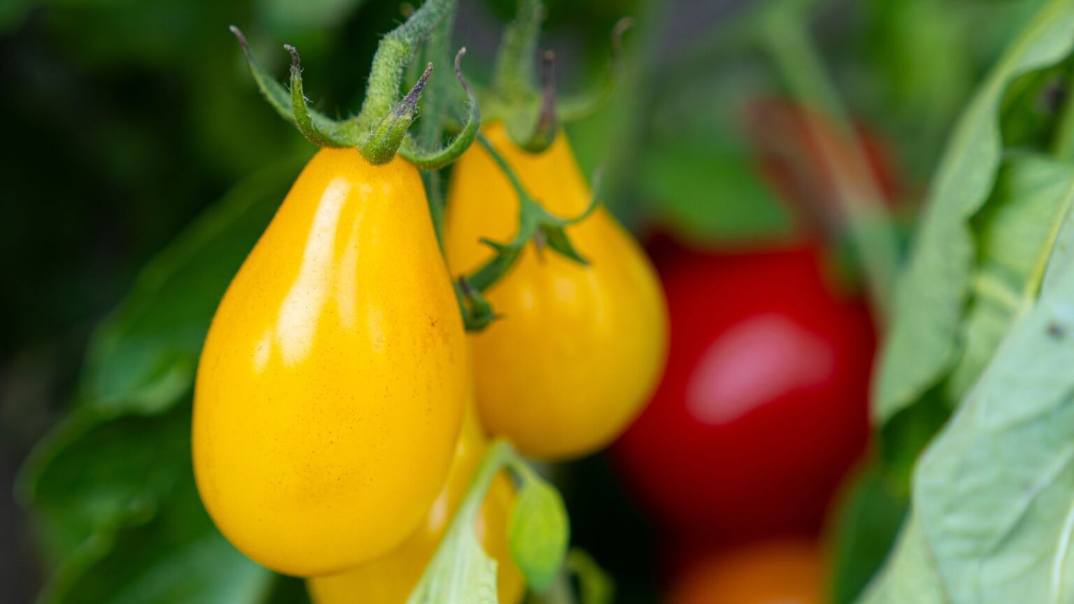 9 Unusual Tomato Varieties You Need to Try