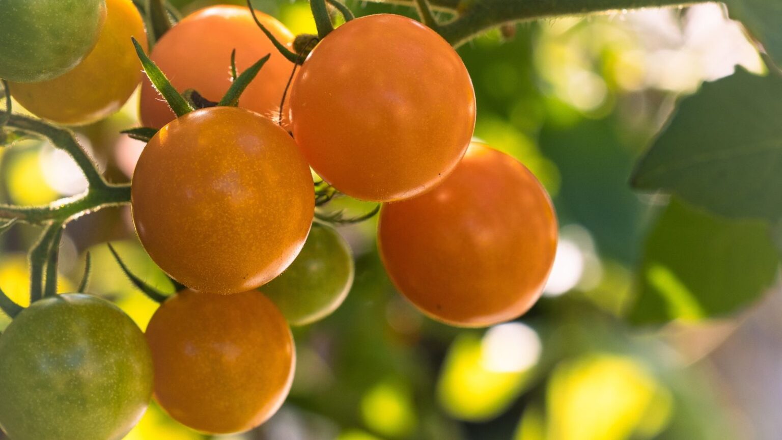 The Ultimate Guide: 13 Tricks for Deliciously Sweet Tomatoes
