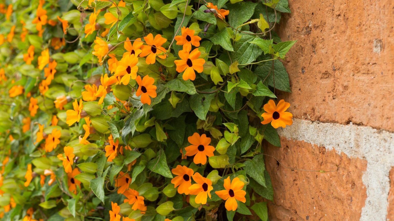 9 Fast-Growing Vines to Cover Your Arbor or Trellis