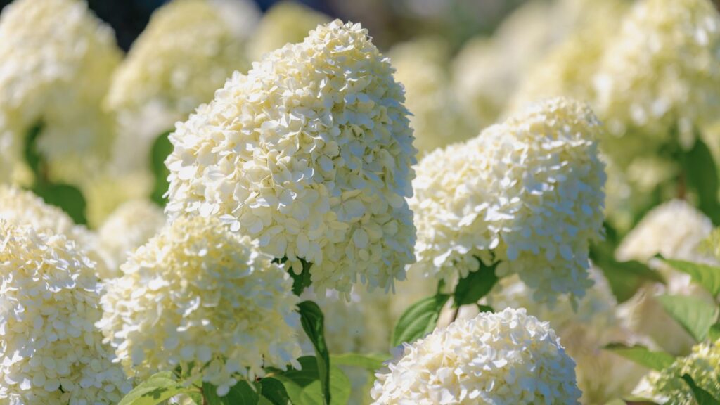 15 Flowering Perennials for a Gorgeous Spring Garden