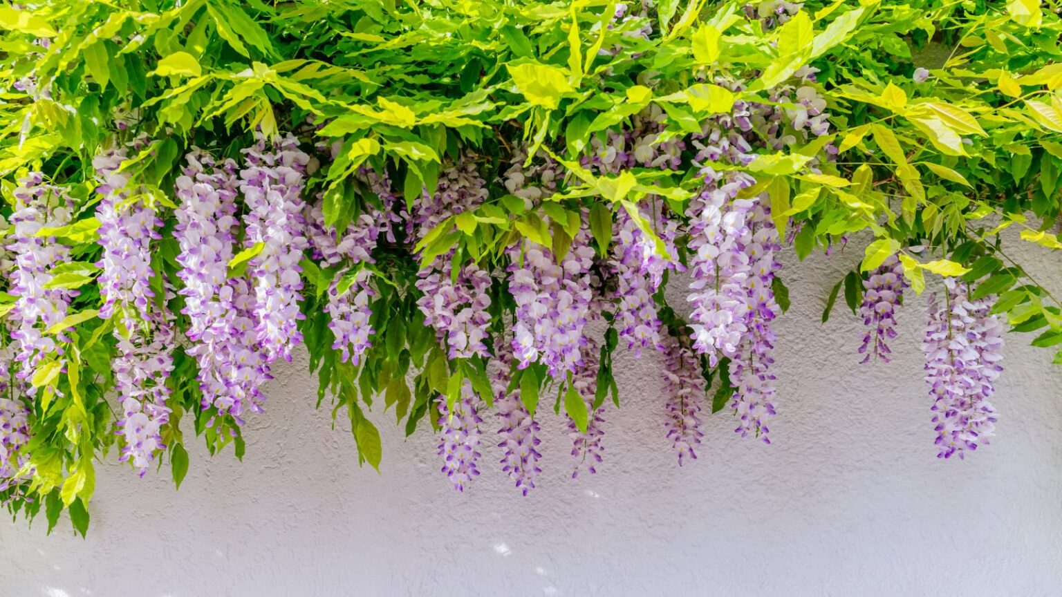 9 Fast-Growing Vines to Cover Your Arbor or Trellis