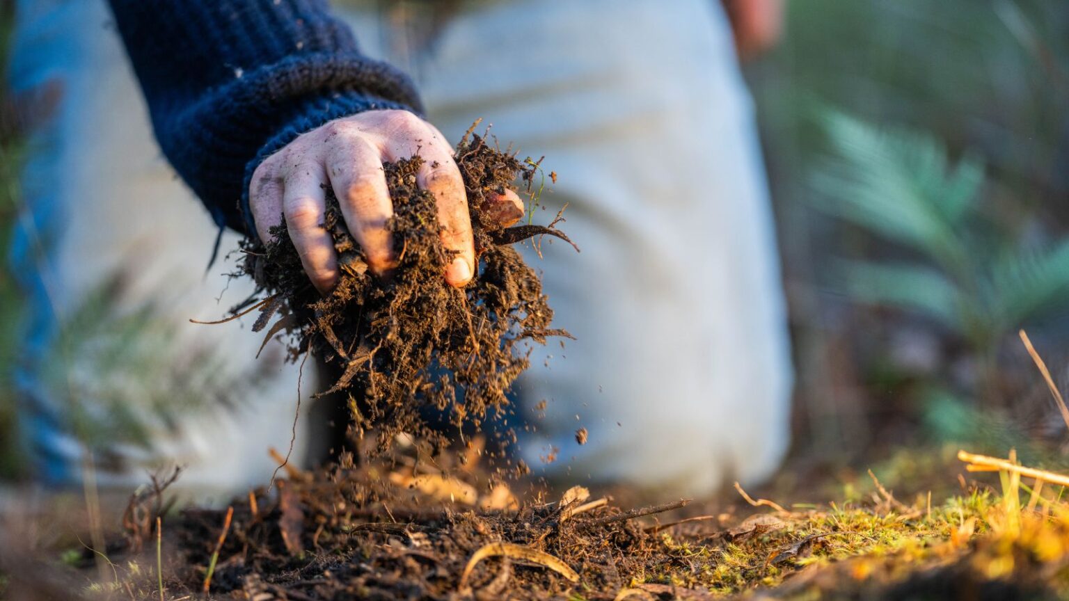 How to Feed Your Soil Microbiome for Beginners