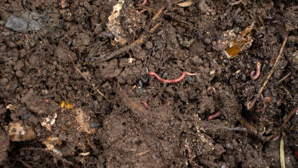 How to Feed Your Soil Microbiome for Beginners